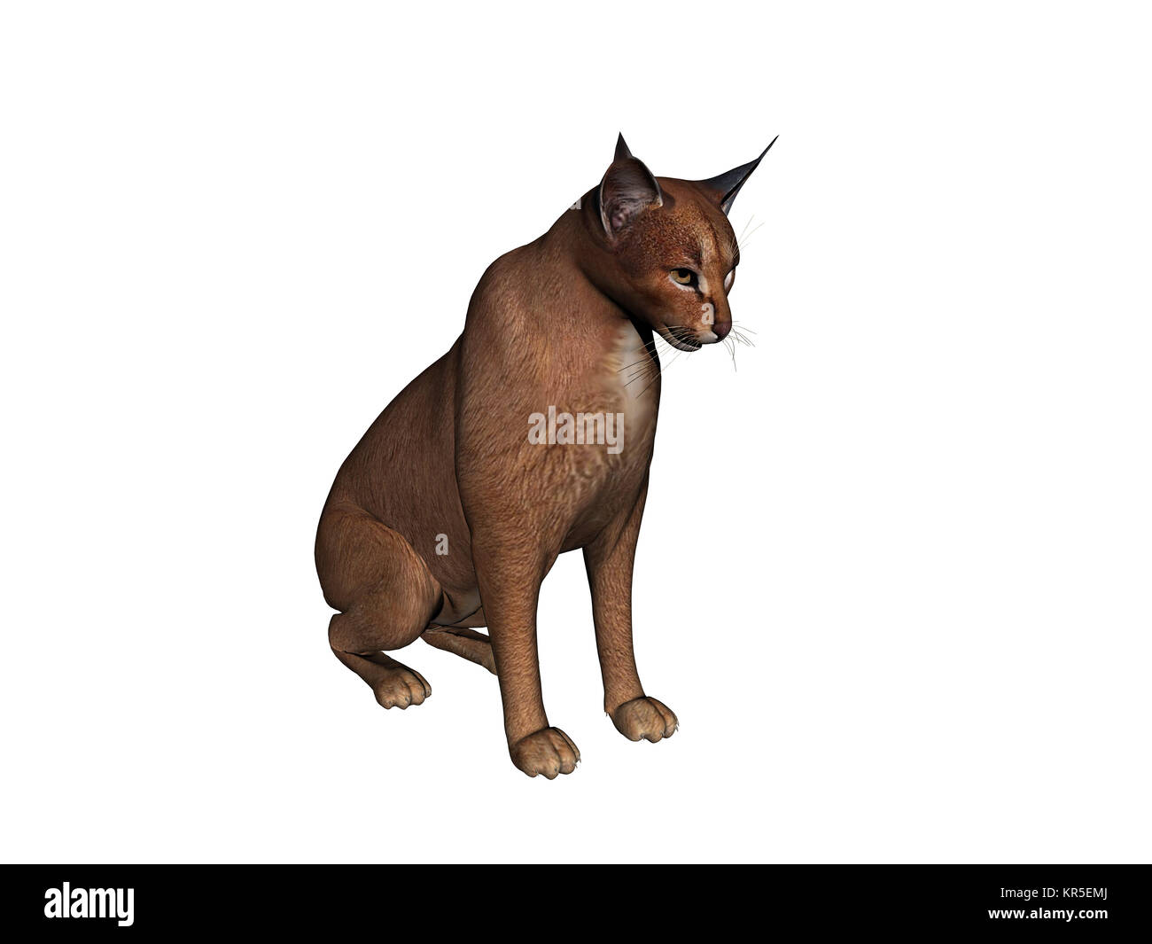 karakal cat ready for release Stock Photo - Alamy
