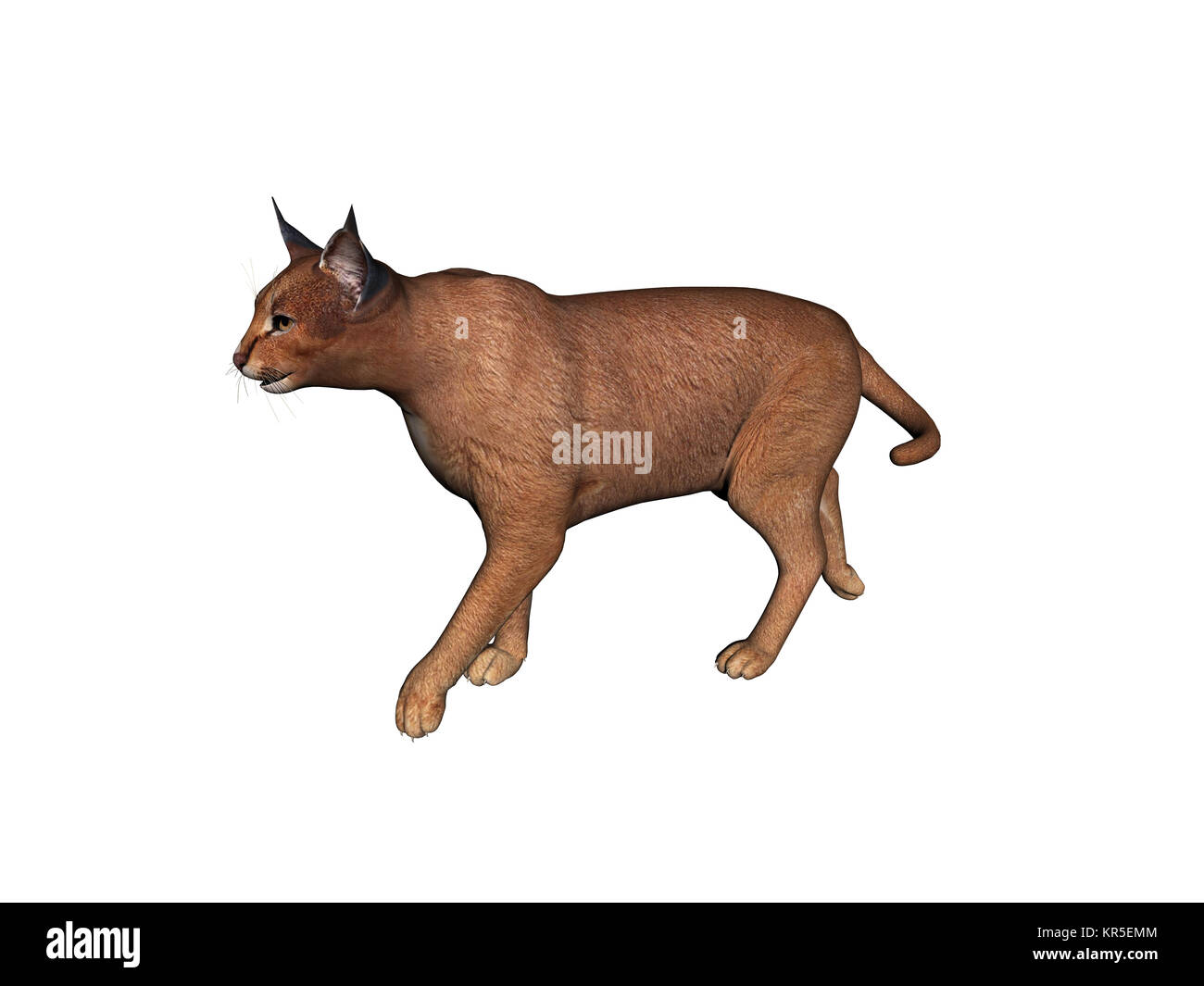 karakal cat ready for release Stock Photo - Alamy