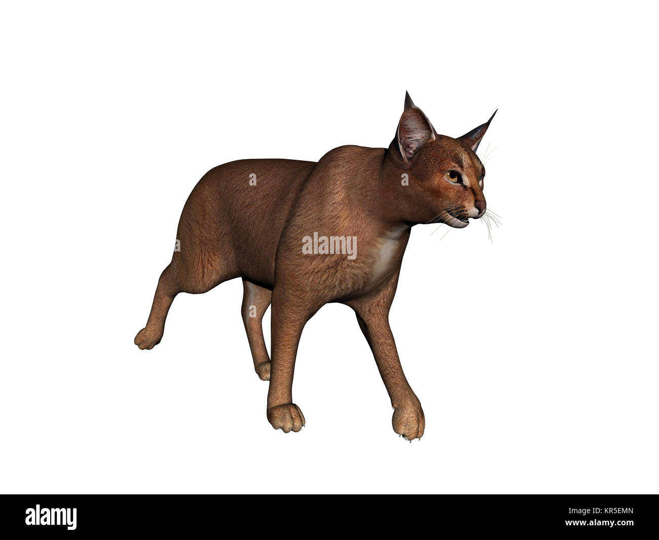 karakal cat ready for release Stock Photo - Alamy