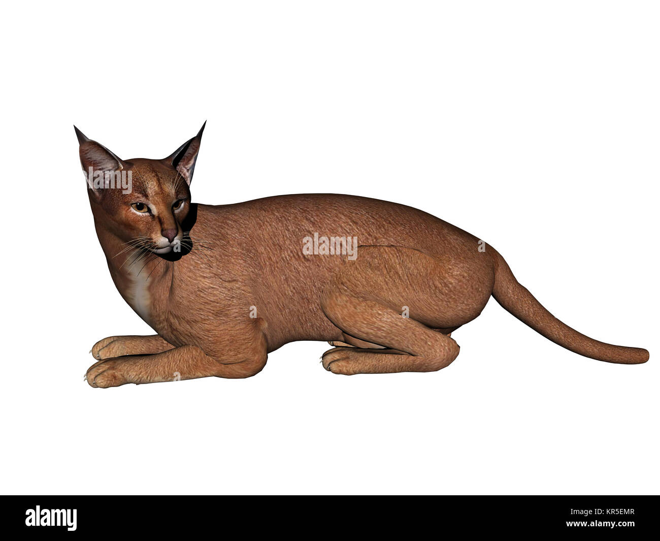 karakal cat ready for release Stock Photo - Alamy