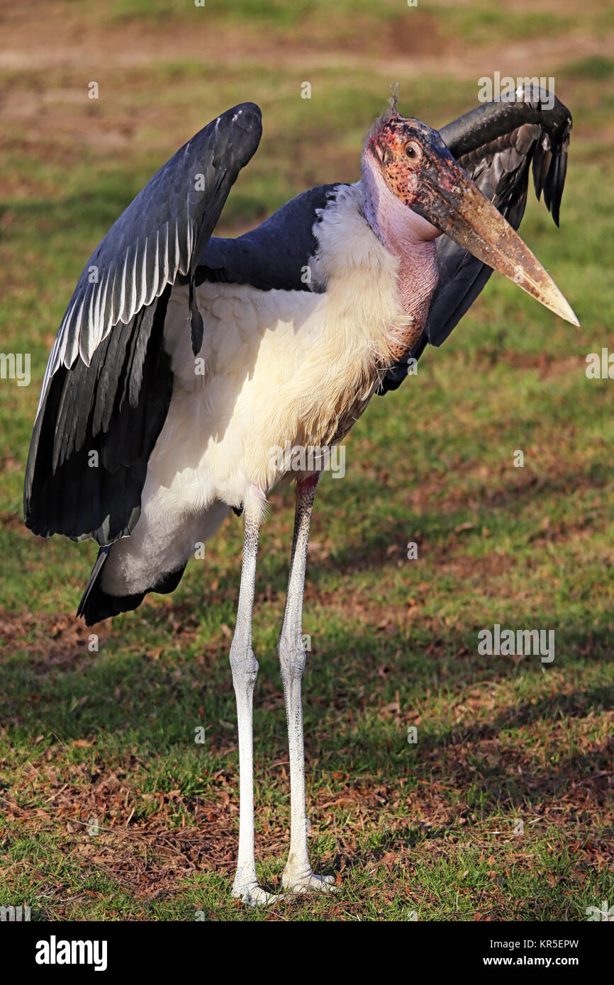 African marabu hi-res stock photography and images - Alamy