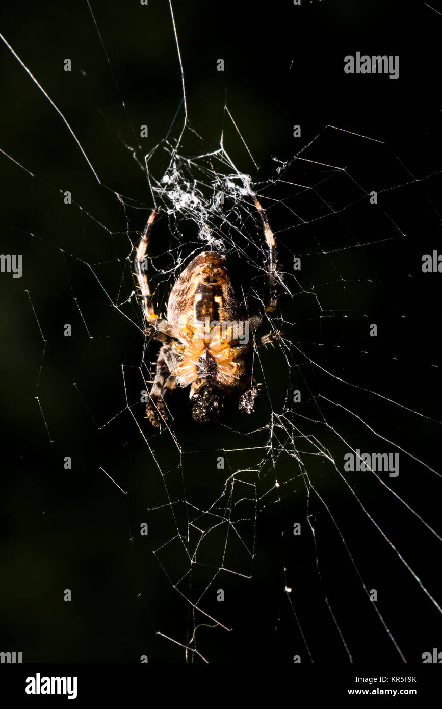 Spiders body structure hi-res stock photography and images - Alamy