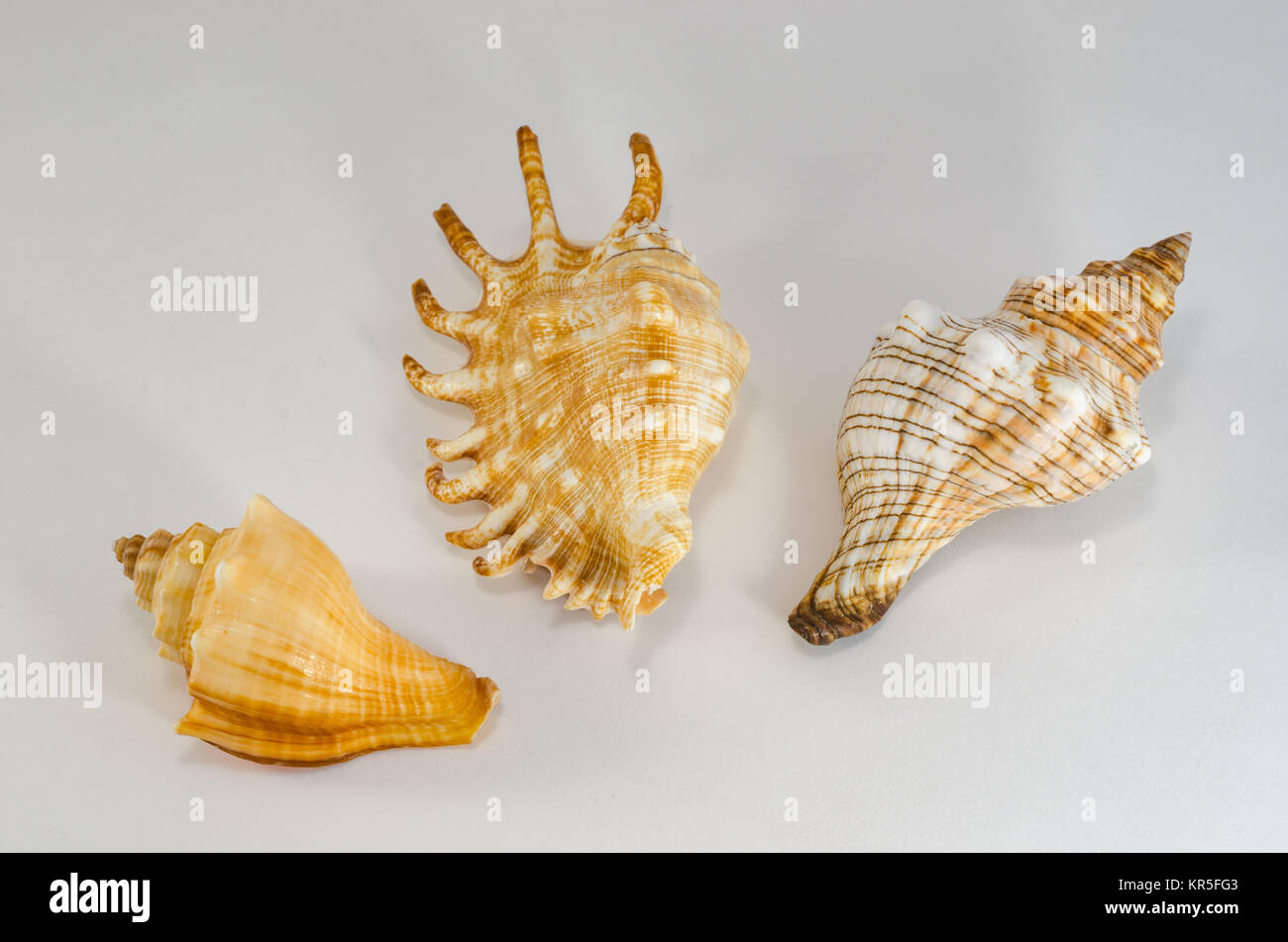 Sea shell from the ocean floor Stock Photo - Alamy