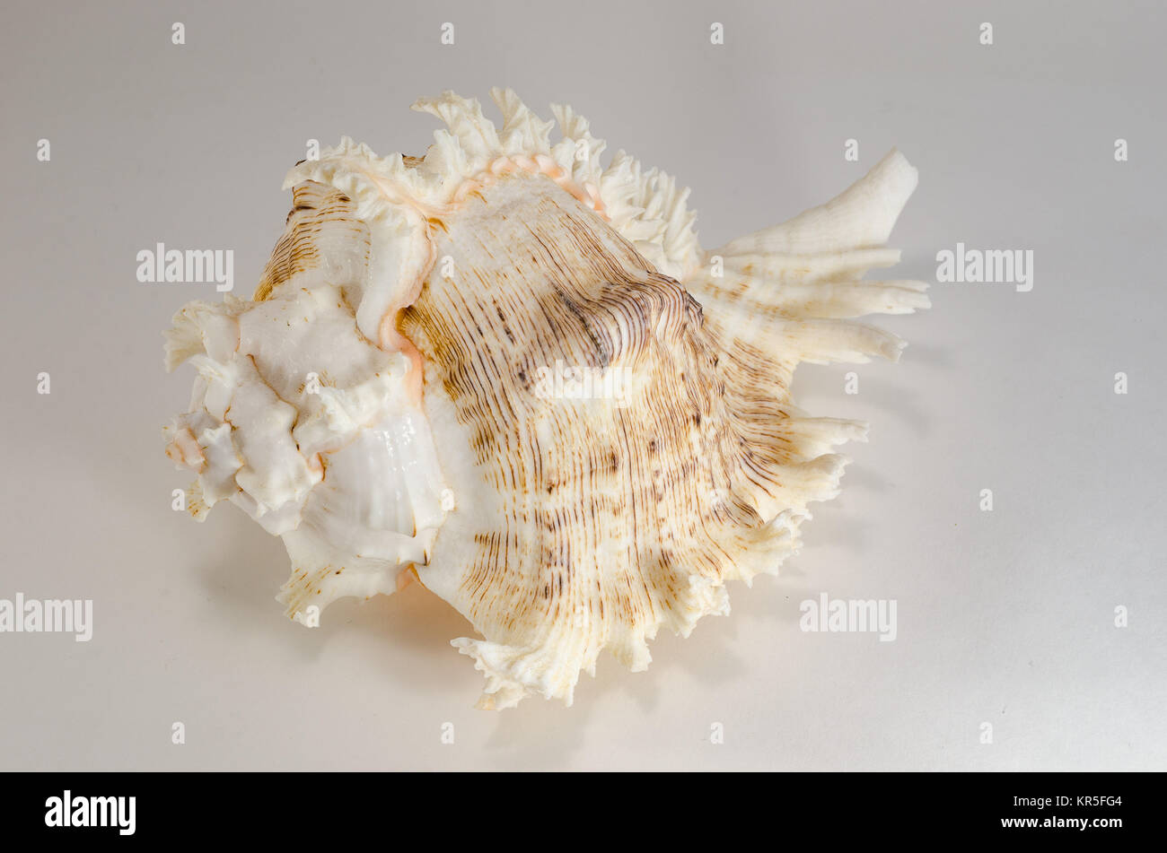 Shell wallpapers hi-res stock photography and images - Alamy