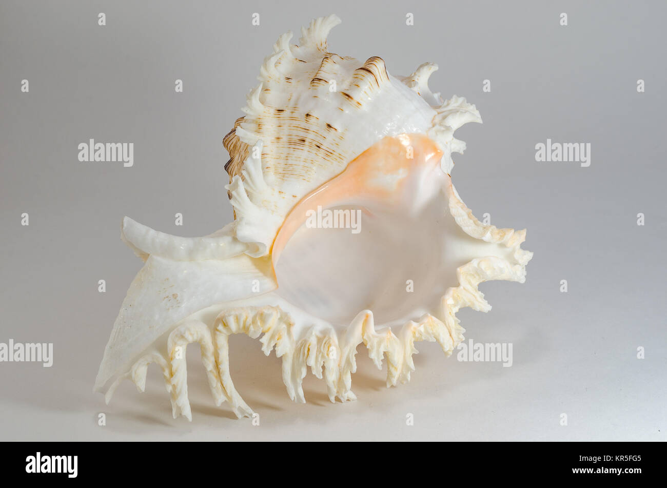 Shell wallpapers hi-res stock photography and images - Alamy