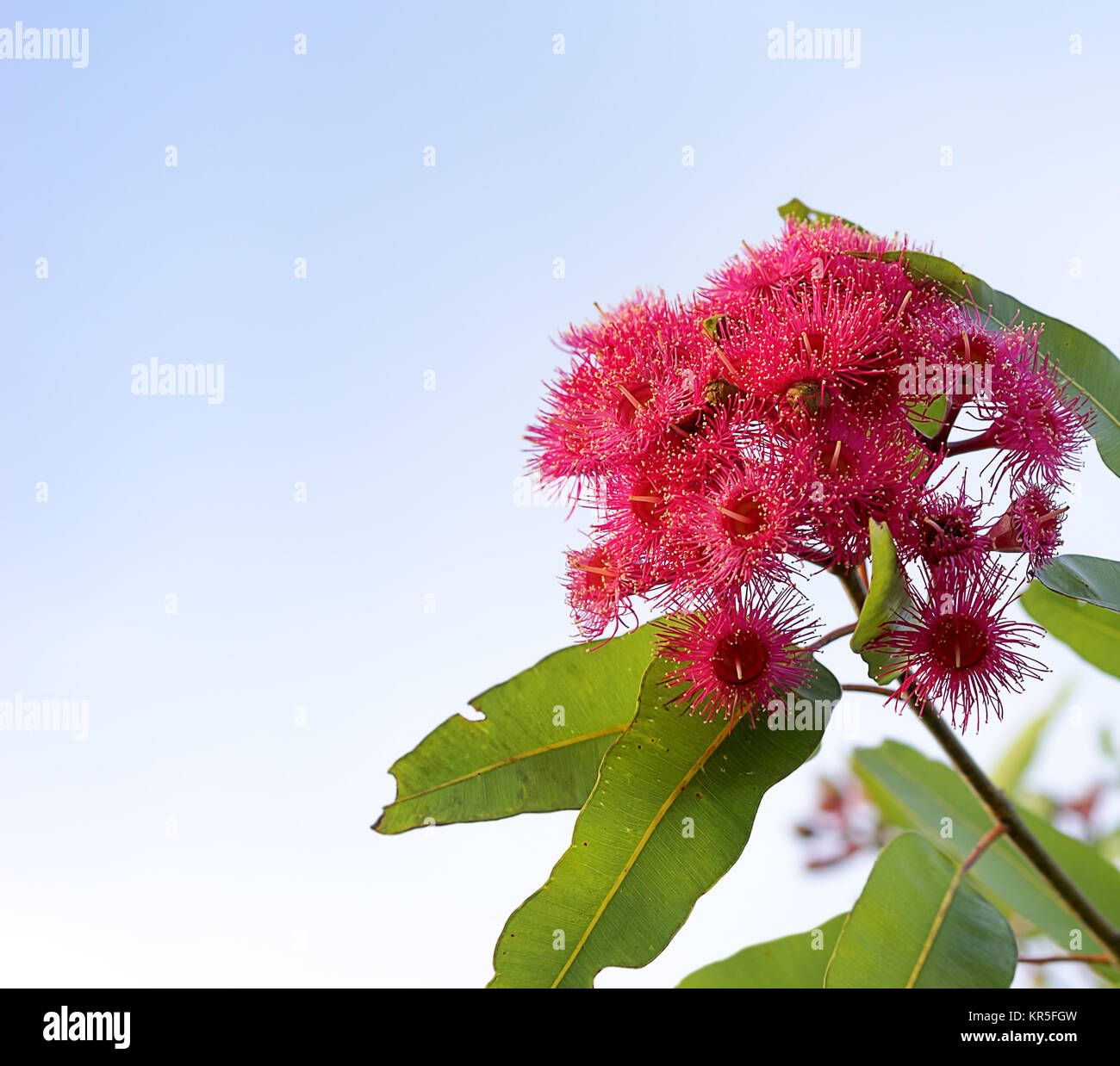 Australian Red flowering gum eucalyptus tree Stock Photo - Alamy