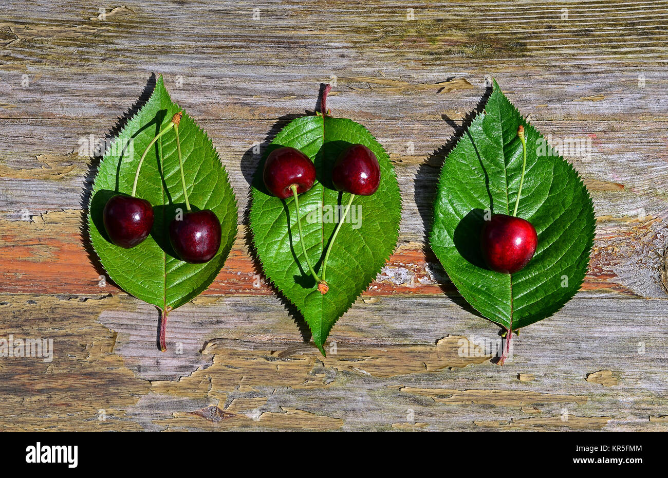 cherries on cherry leaves Stock Photo - Alamy