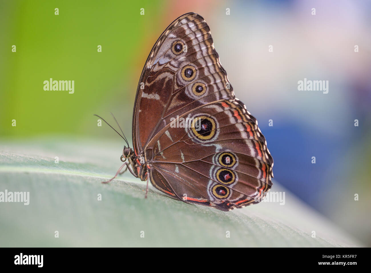 Colorful Butterfly closeup with mixed background colors Stock Photo - Alamy