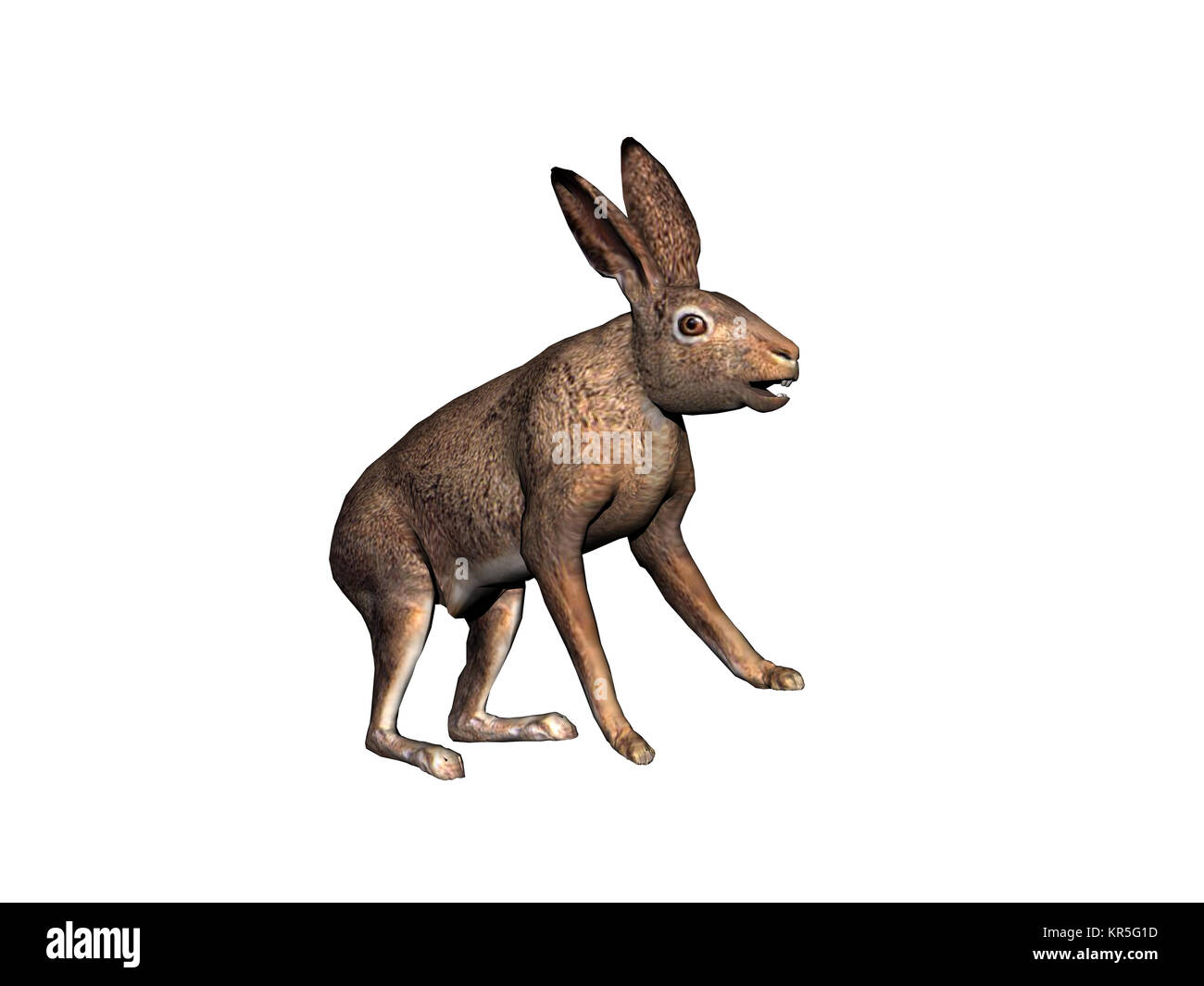Buck hare hi-res stock photography and images - Alamy