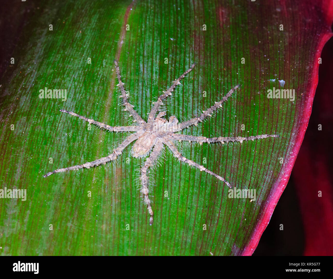 Lichen Huntsman (Pandercetes gracilis), Far North Queensland, FNQ, QLD ...
