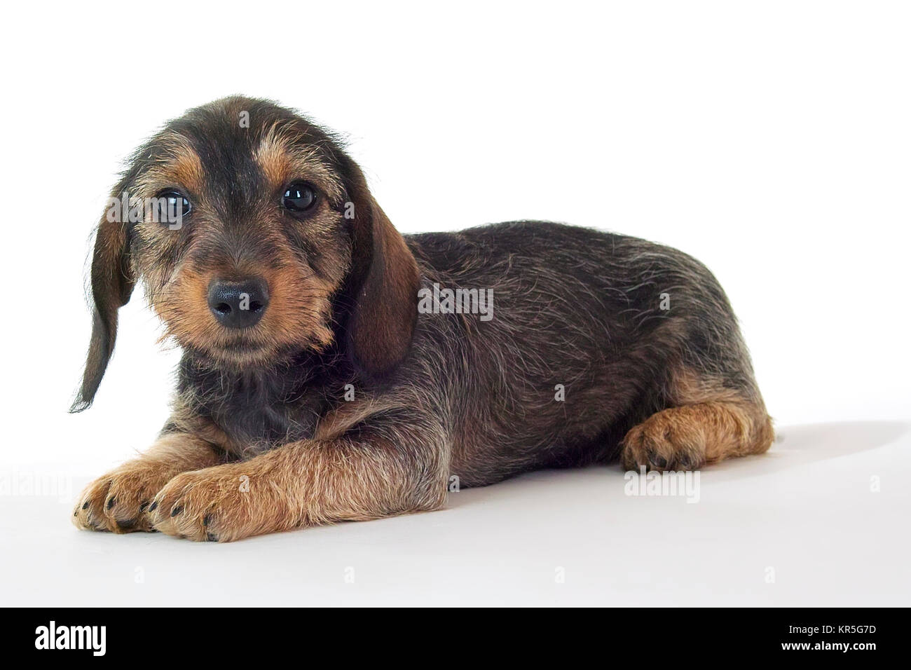 Dachshund view hi-res stock photography and images - Alamy