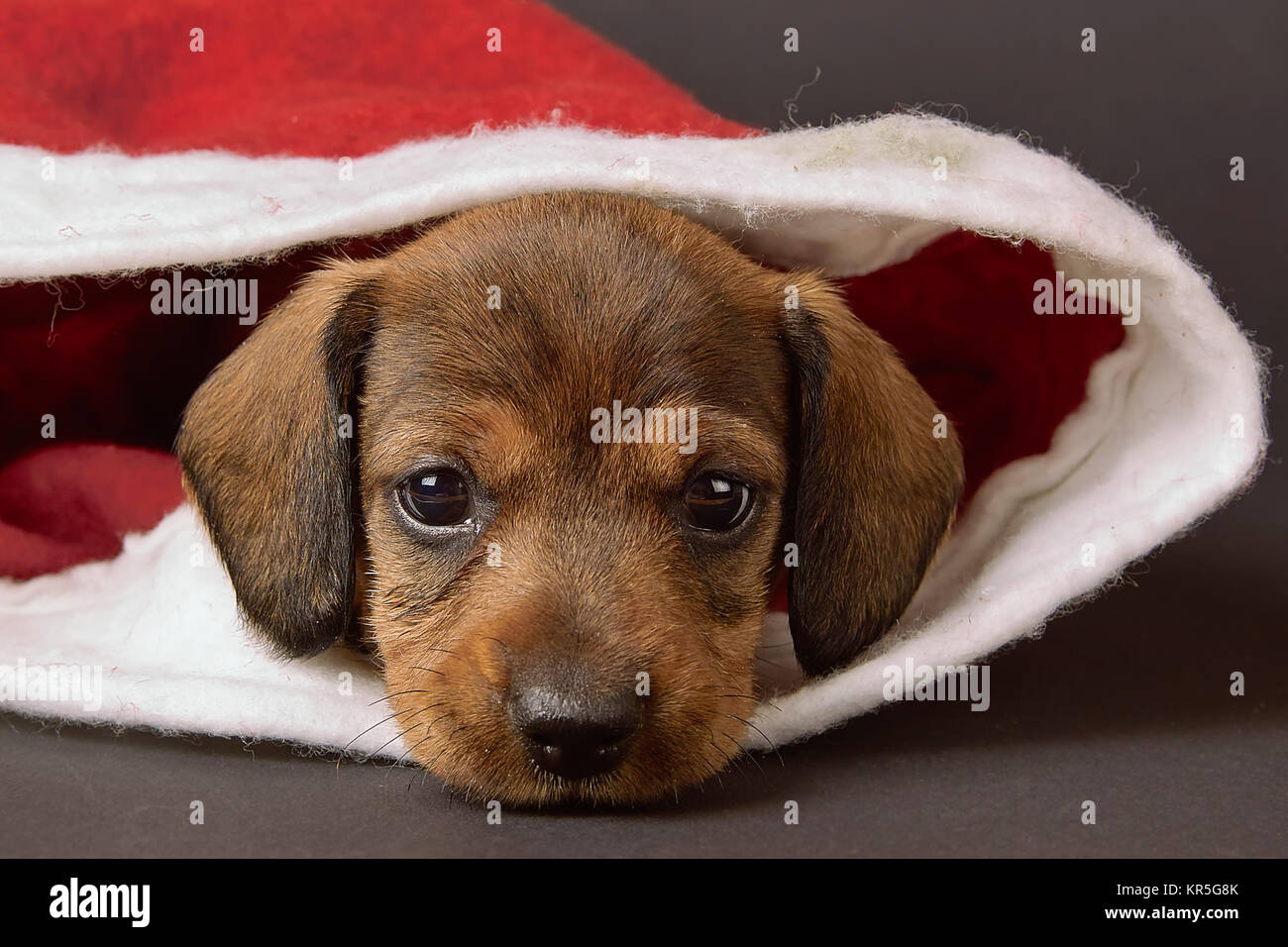 Dachshund face hi-res stock photography and images - Alamy