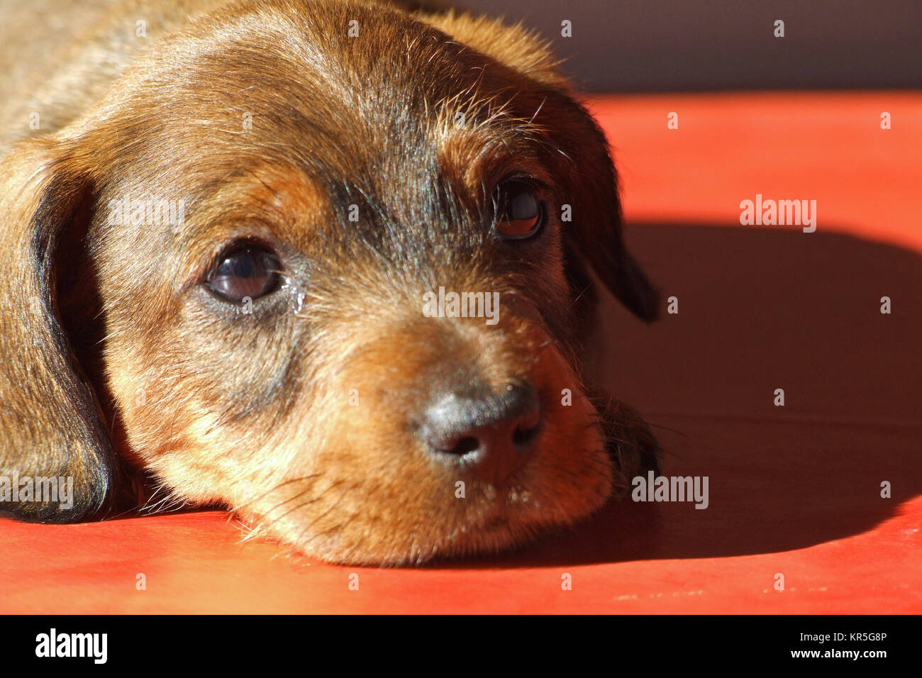 Dachshund face hi-res stock photography and images - Alamy