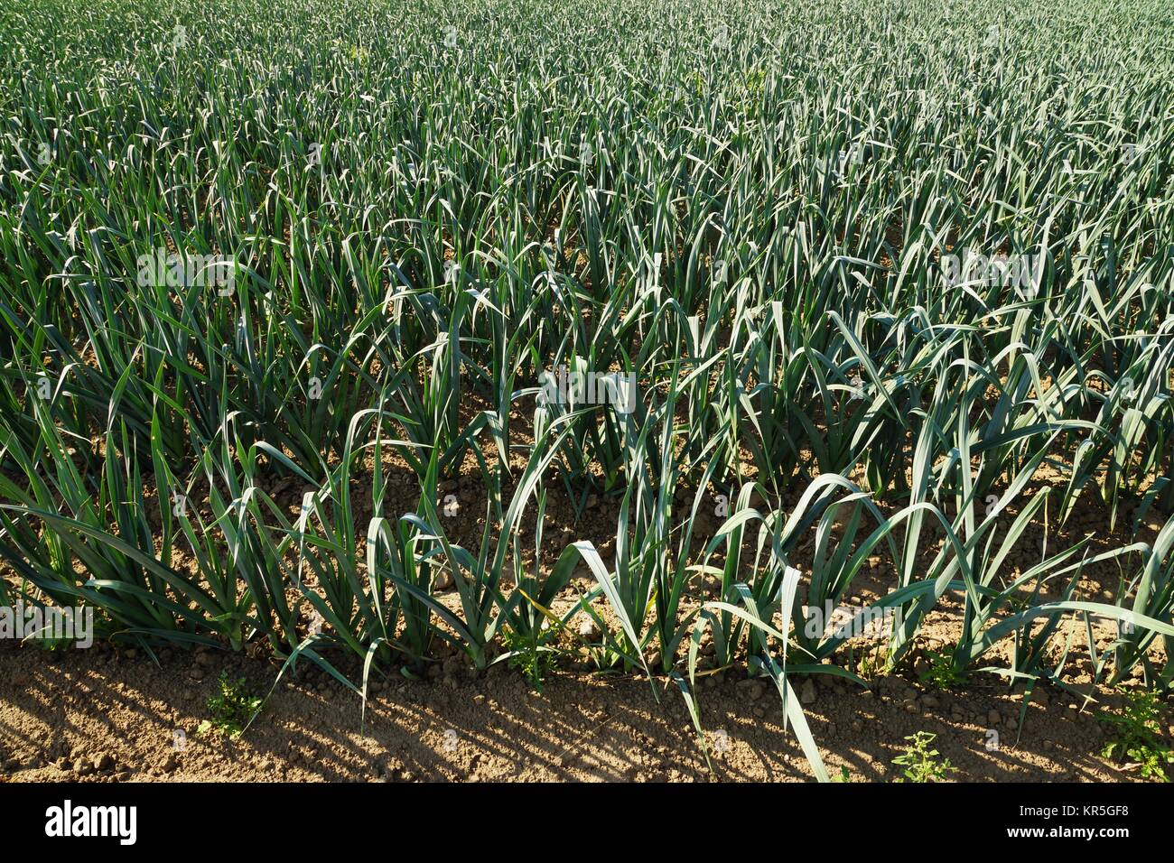 large field with leek in the summer Stock Photo - Alamy