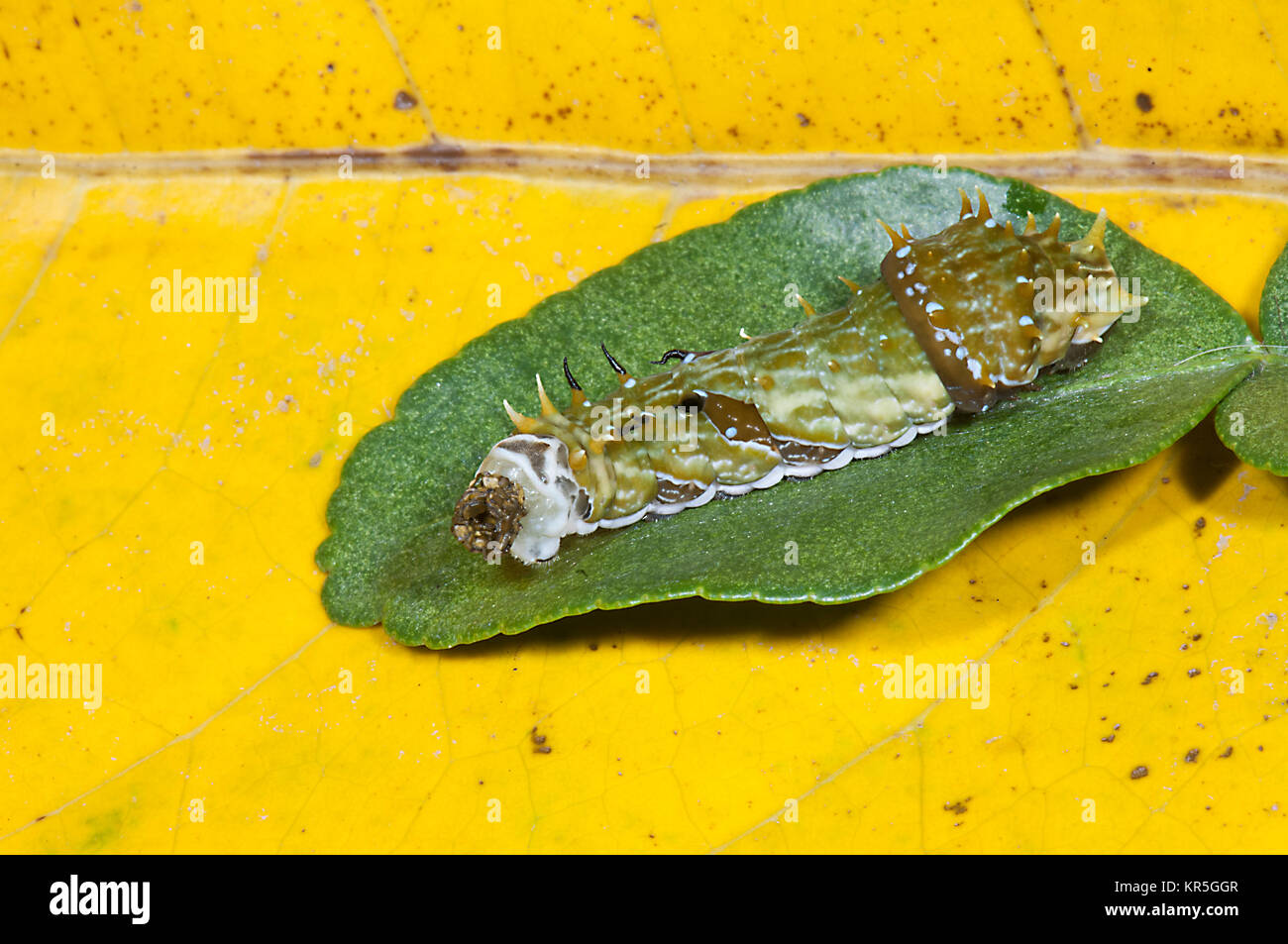 Orchard Swallowtail Butterfly Caterpillar (Papilio aegeus), Cooktown ...