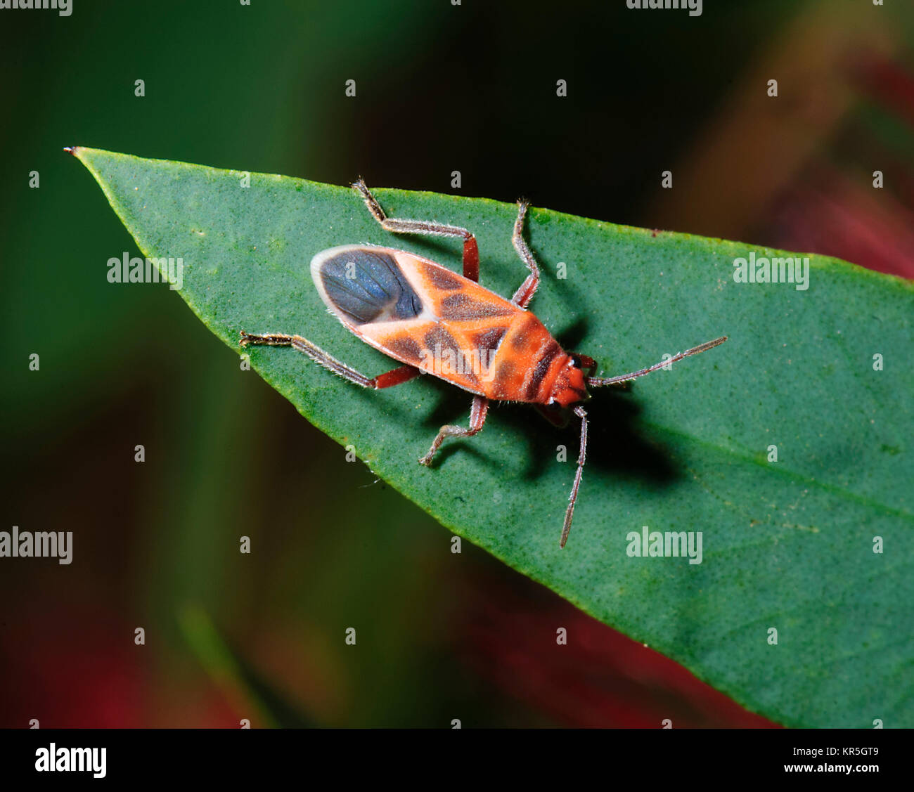 Milkweed Bug (Spilostethus sp), Undara, Queensland, QLD, Australia ...