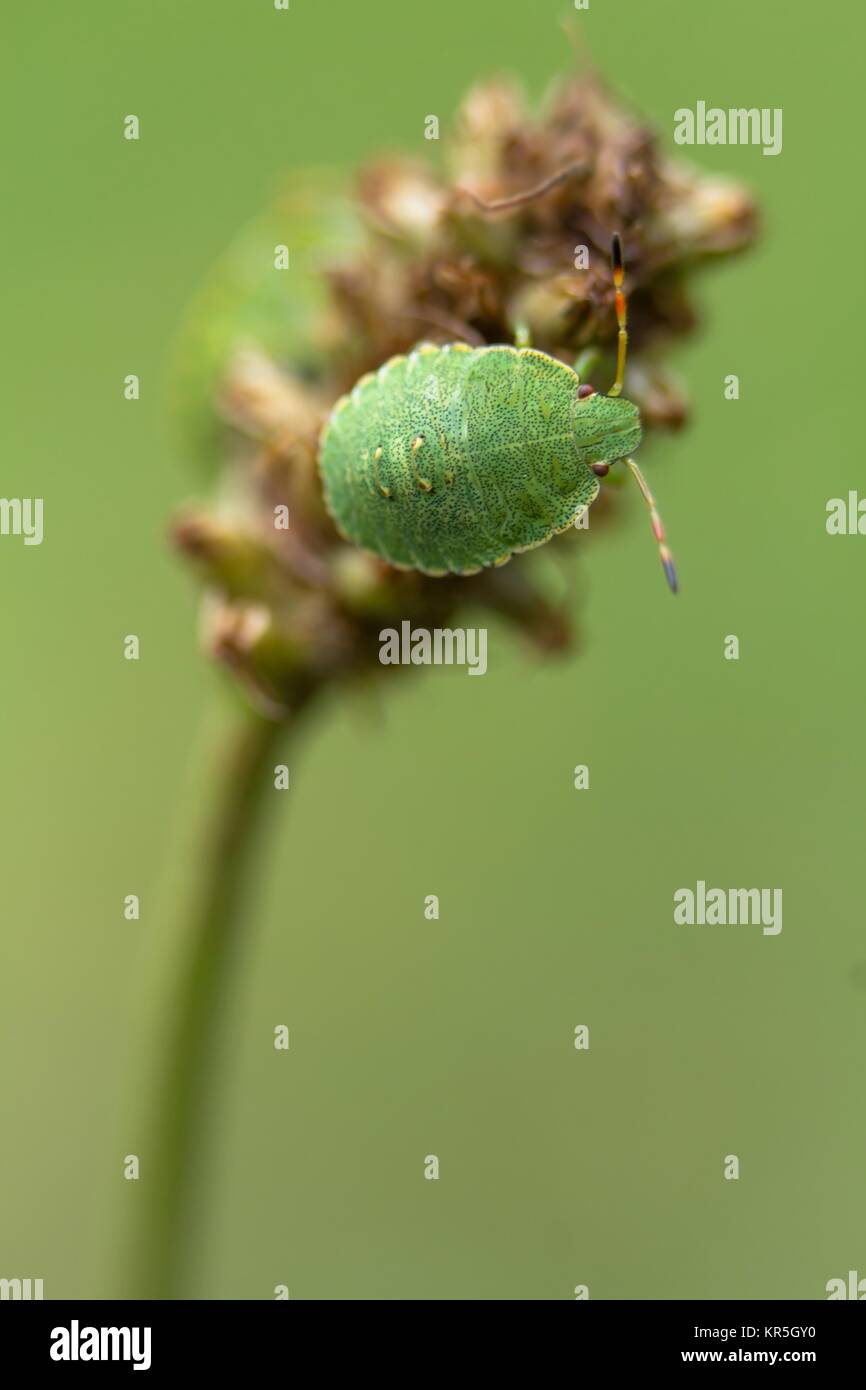 green spotted bug nymph on plantain / nymph of the green stink bug on ...