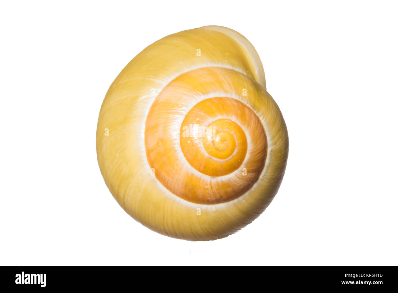 Building shell Cut Out Stock Images & Pictures - Alamy