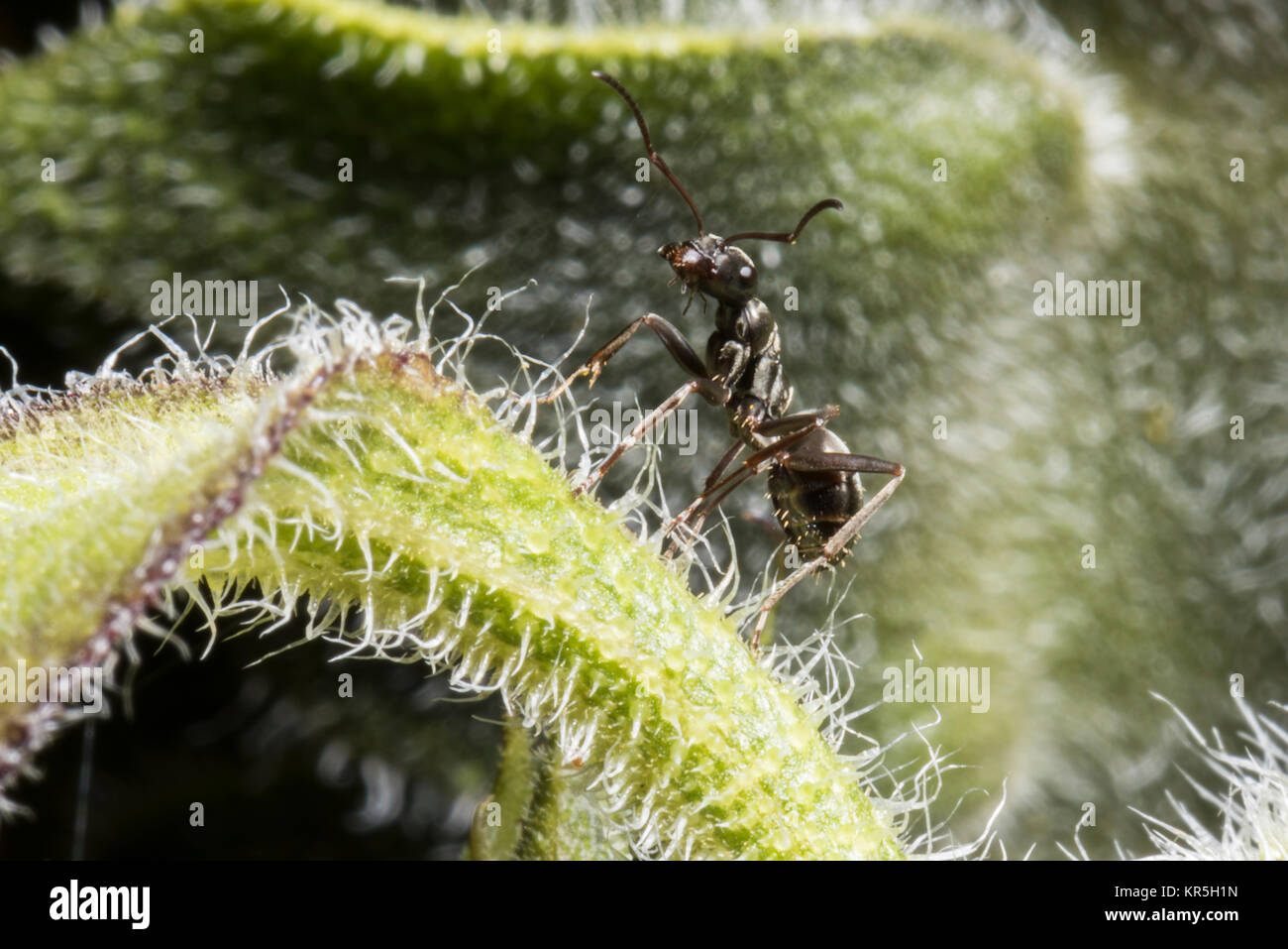 Head of black ant hi-res stock photography and images - Alamy