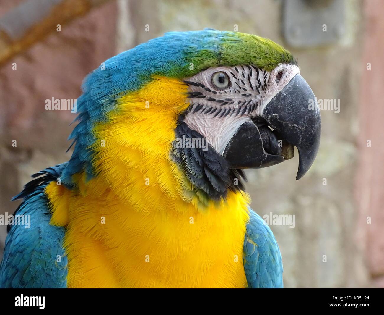 Parrot yellow blue Stock Photo - Alamy