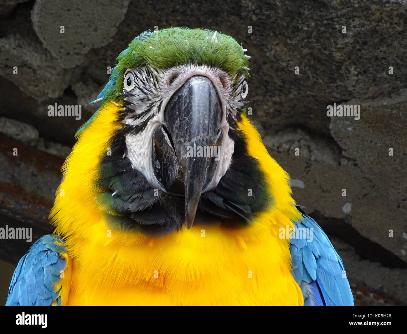 Yellow breasted bird hi-res stock photography and images - Alamy