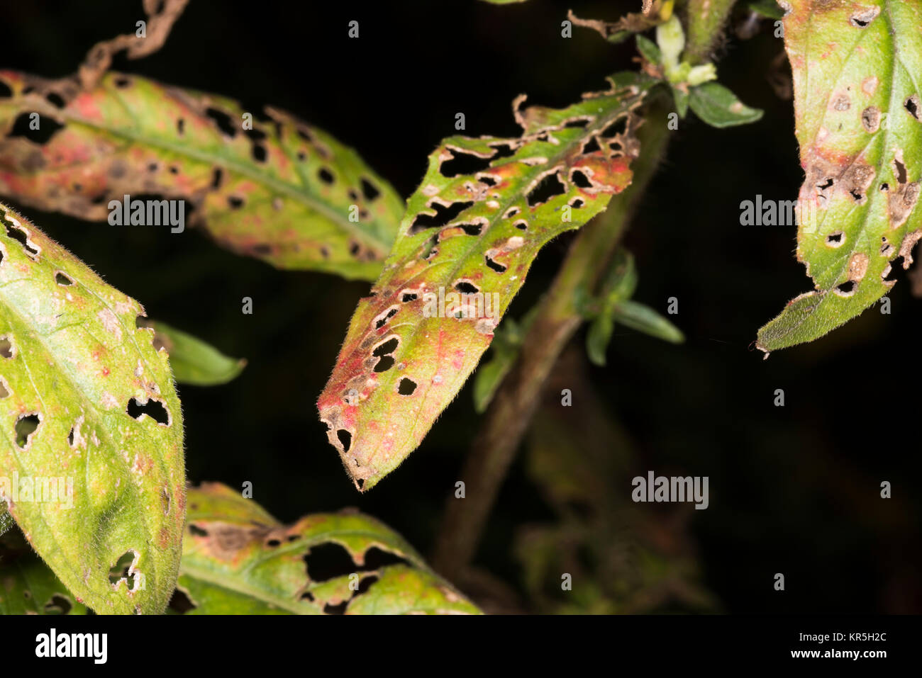 Fretted leaves hi-res stock photography and images - Alamy