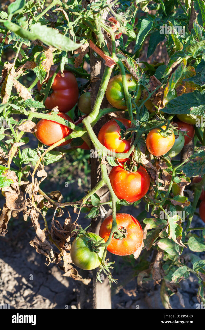 bush tomatoes on pole in garden illiminated by sun Stock Photo - Alamy