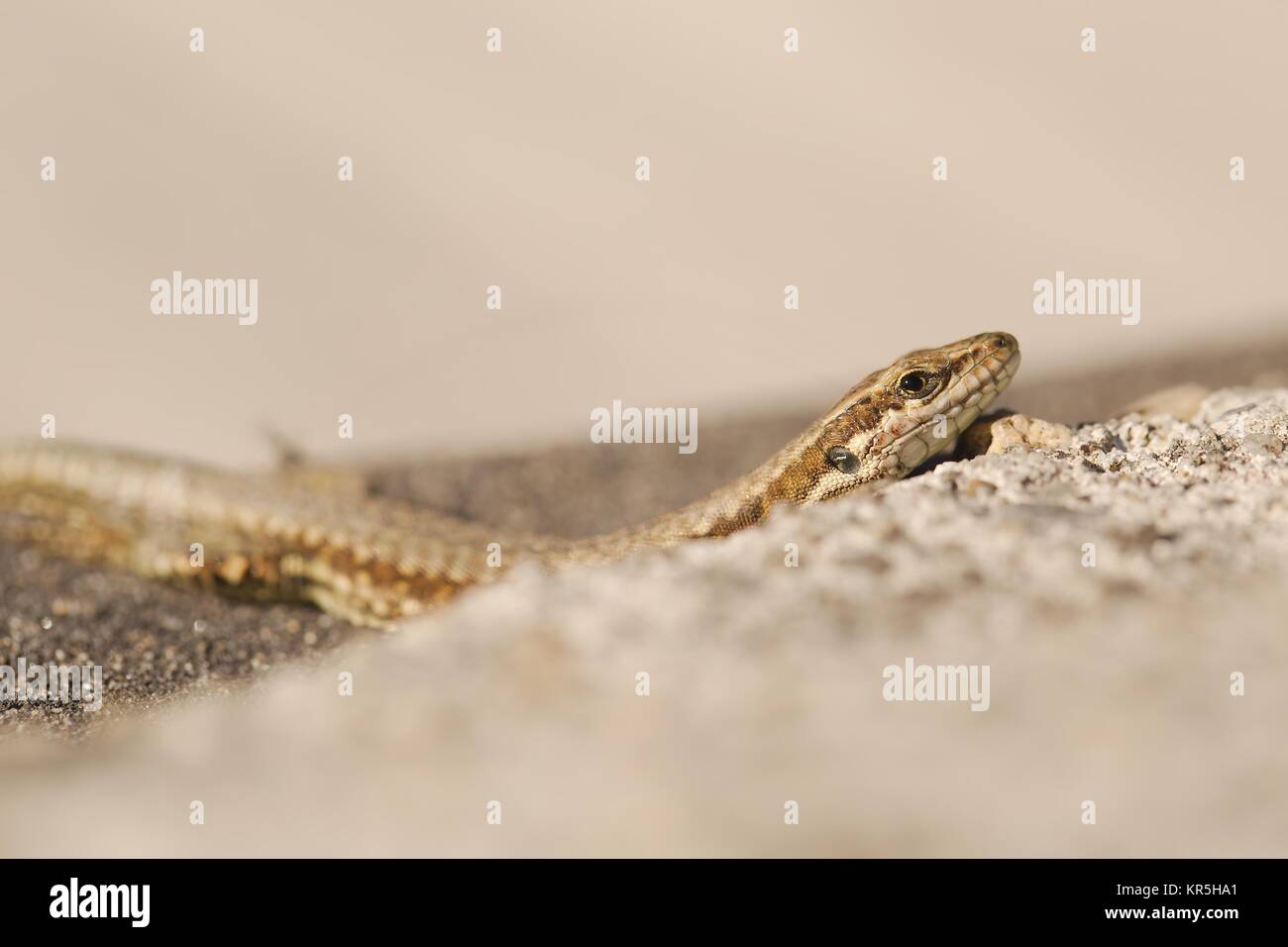 Lizard on the ground Stock Photo - Alamy