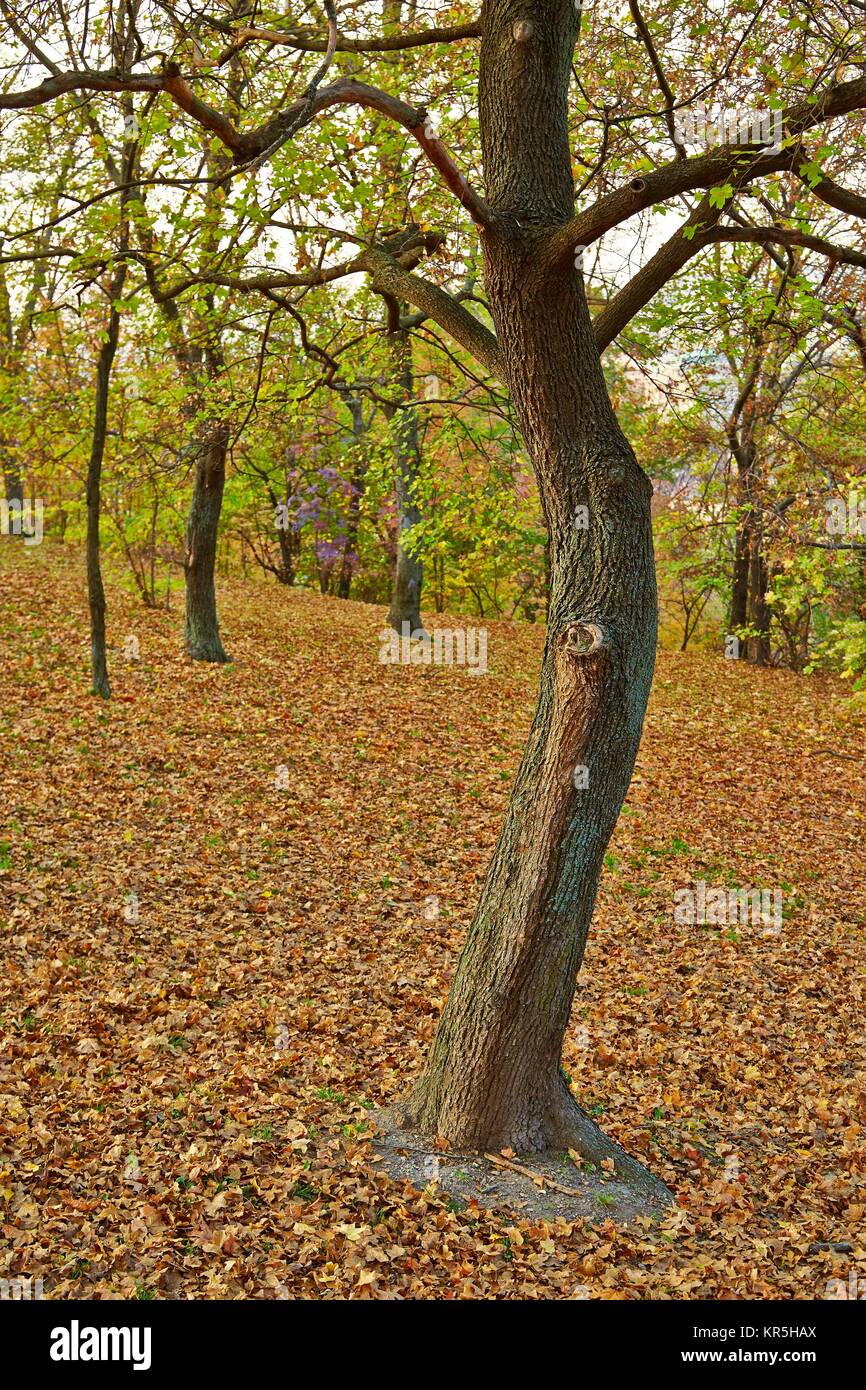 Autumn tree in park Stock Photo - Alamy
