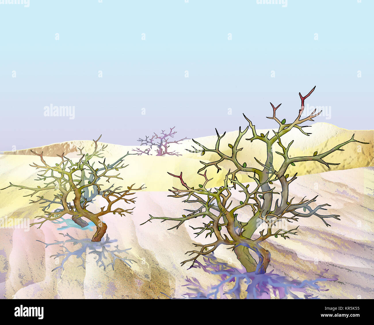 Desert Plant Shrub Saxaul Under Blue Sky Stock Photo - Alamy