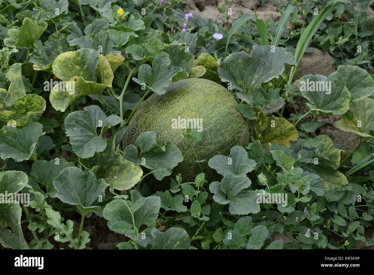 The growing melon in the field Stock Photo - Alamy