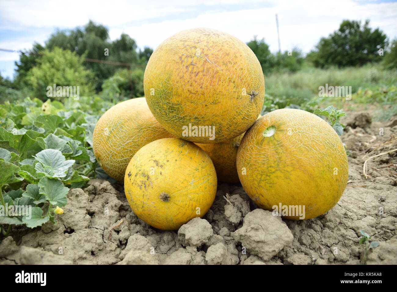 Melon growing on soil hi-res stock photography and images - Alamy