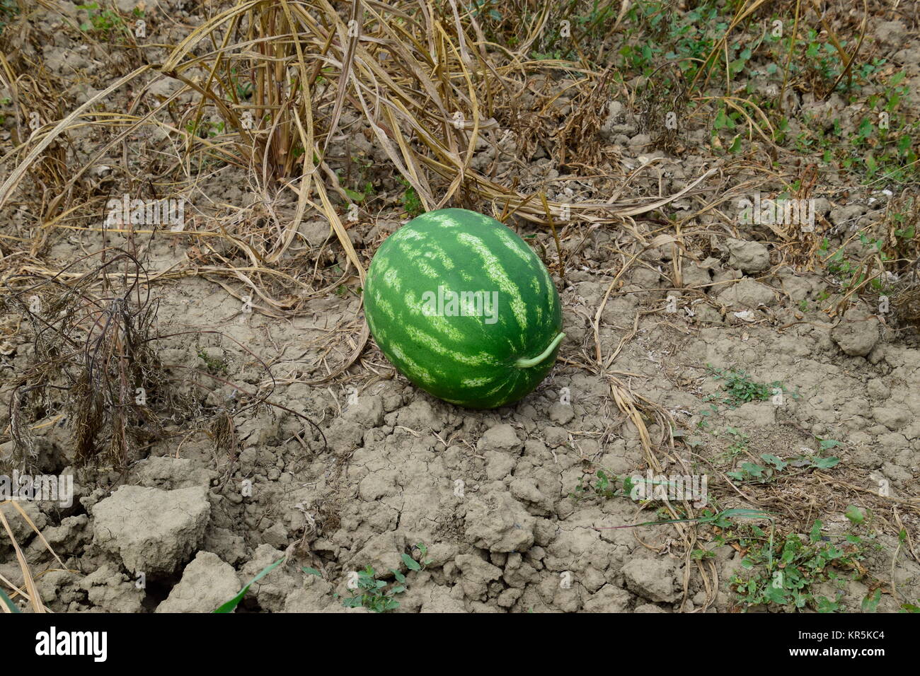 Watermelon, plucked from the garden, lying on the ground Stock Photo ...