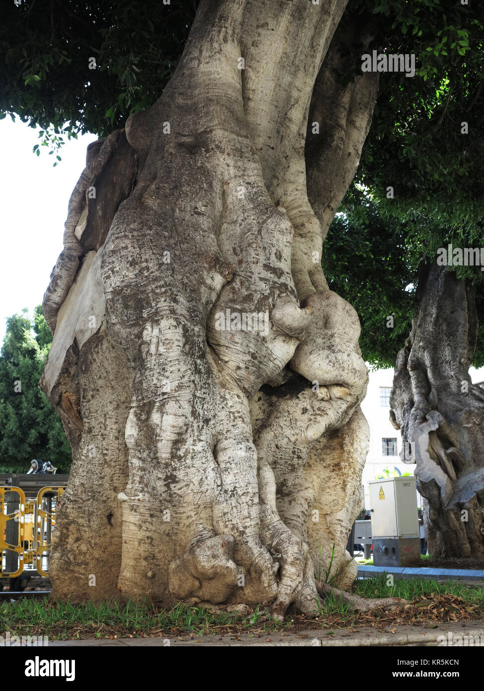The thick trunk of a large, old laurel tree in the old town of Los ...