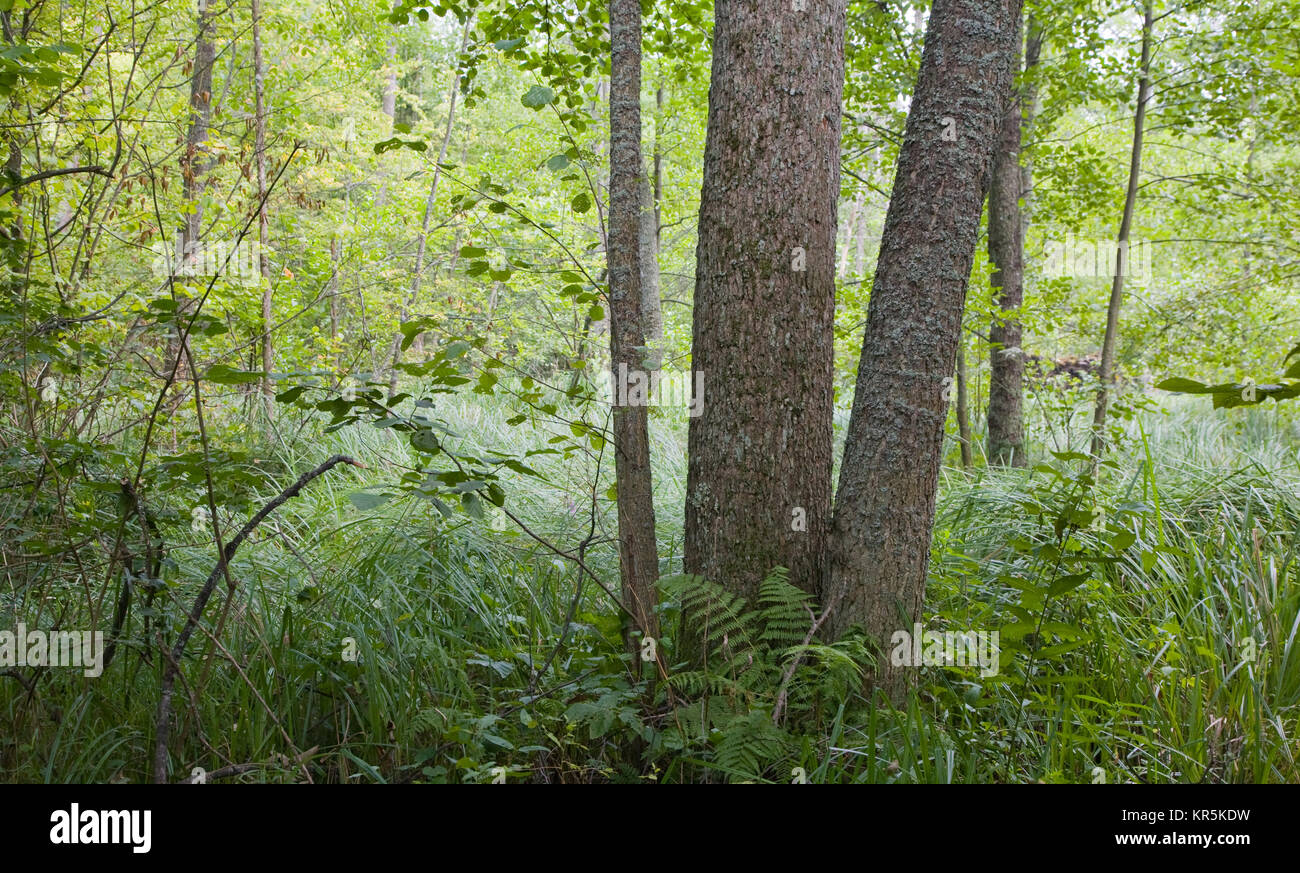 Alder swamp in hi-res stock photography and images - Alamy