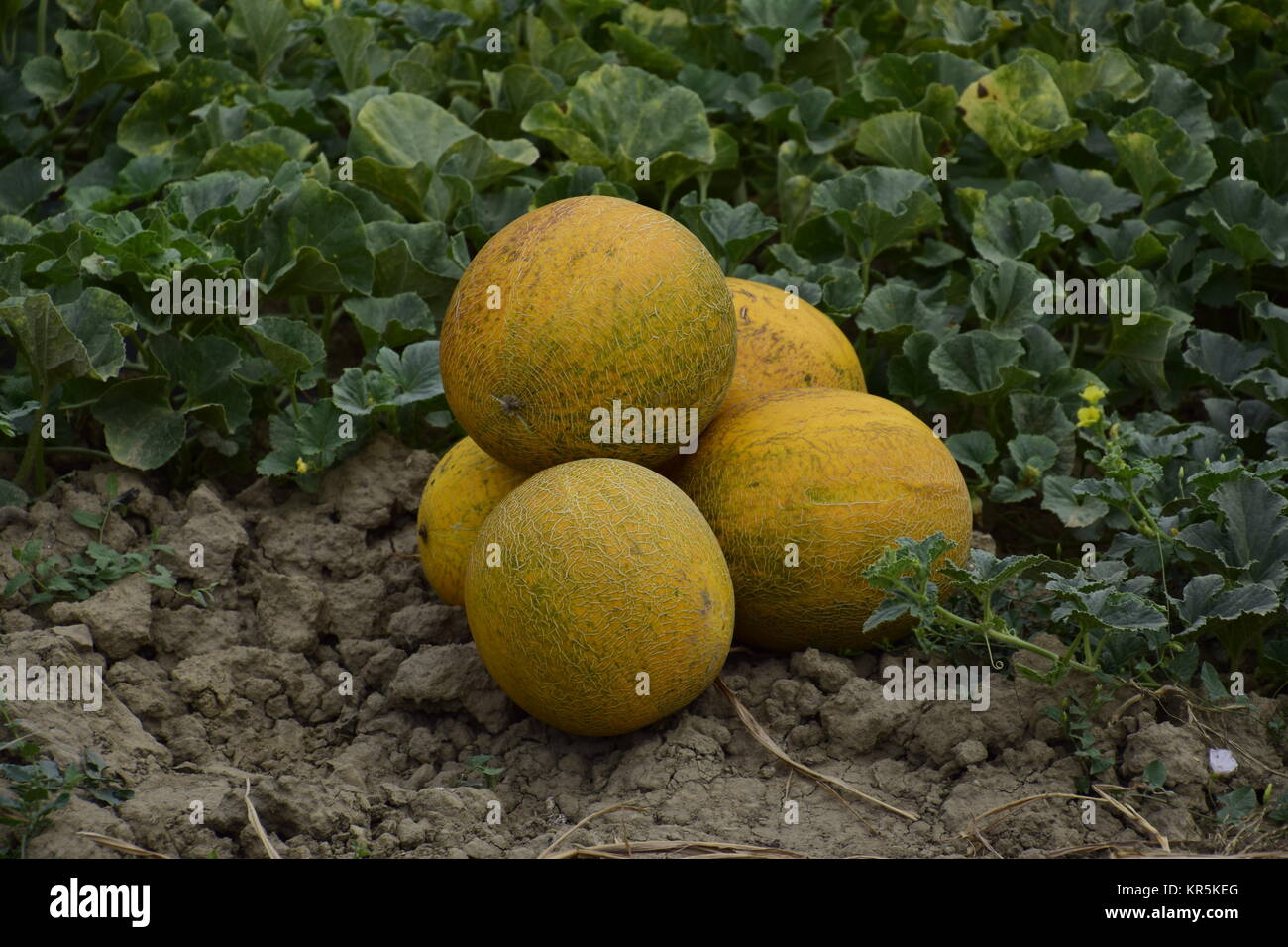 Melons, plucked from the garden, lay together on the ground Stock Photo ...