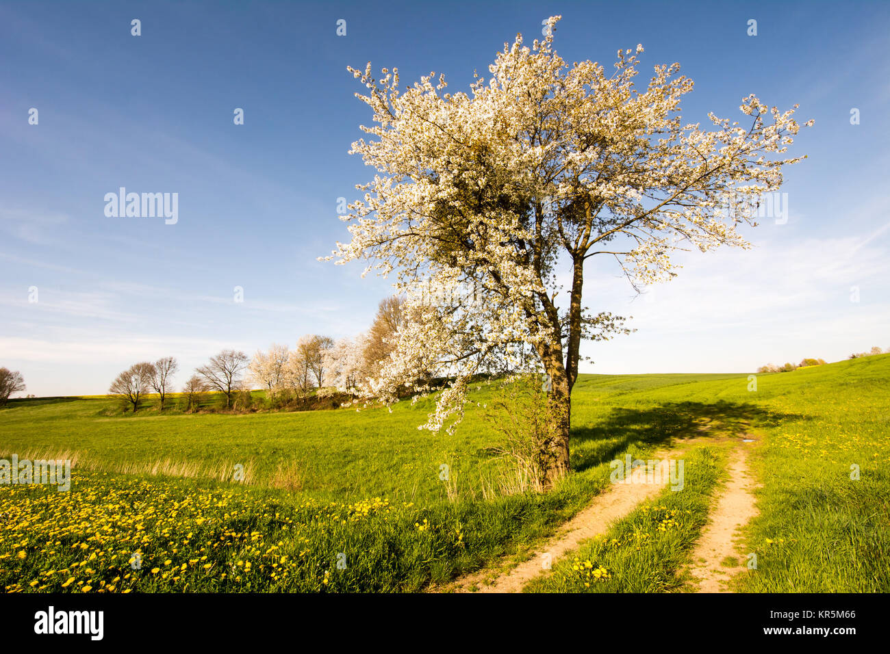 Landscape with a flowering tree Stock Photo - Alamy
