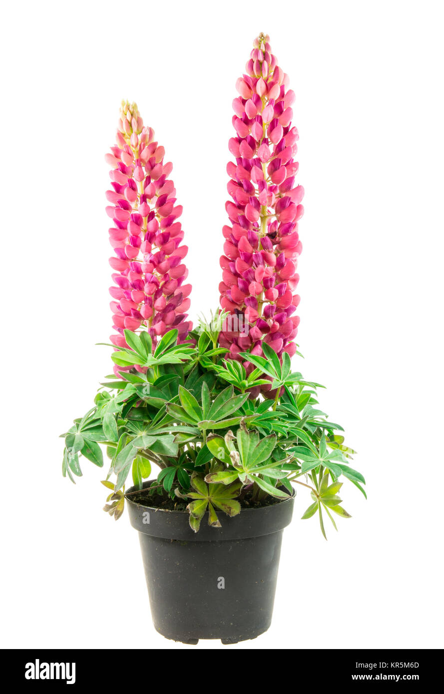 Isolated potted blue lupine flower Stock Photo - Alamy