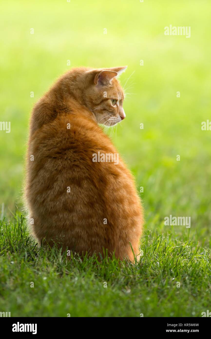 red tabby tomcat / red striped cat Stock Photo - Alamy