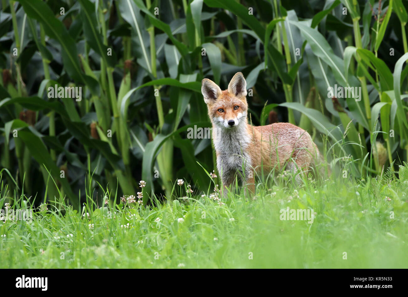 Real foxes hi-res stock photography and images - Alamy