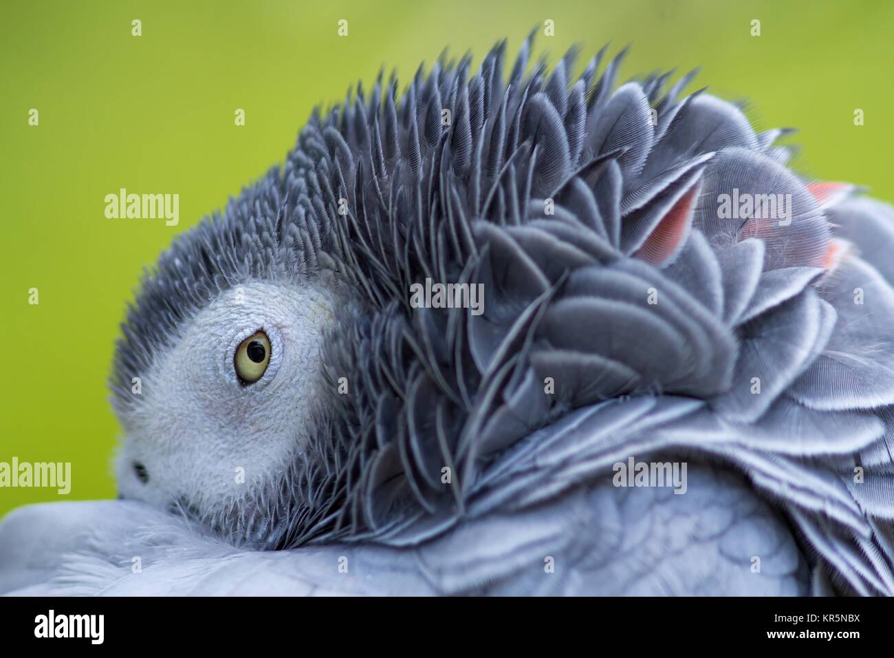 tired graupapagei / tired african grey parrot Stock Photo - Alamy
