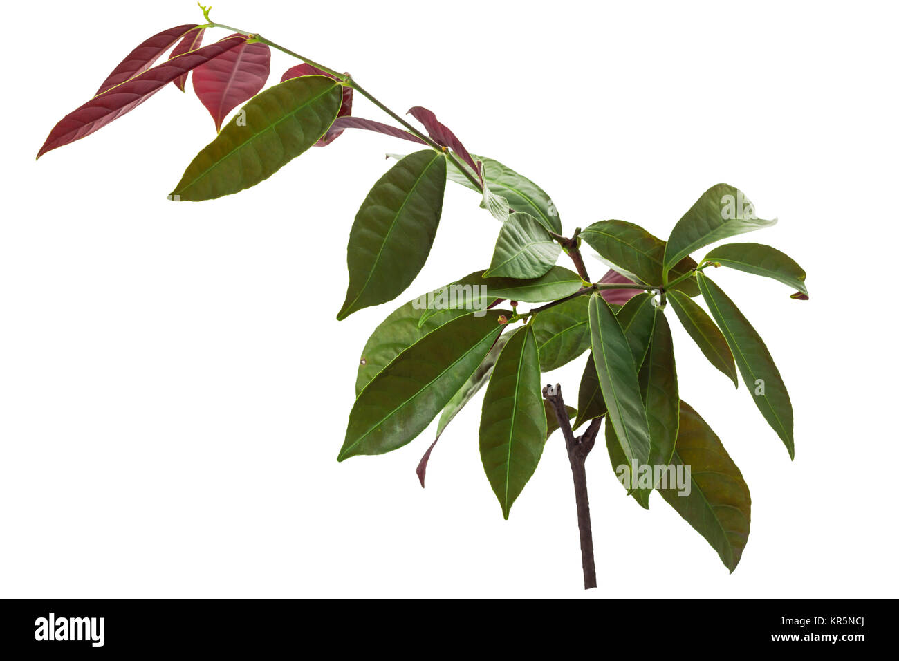 Chinese Croton plant Stock Photo - Alamy