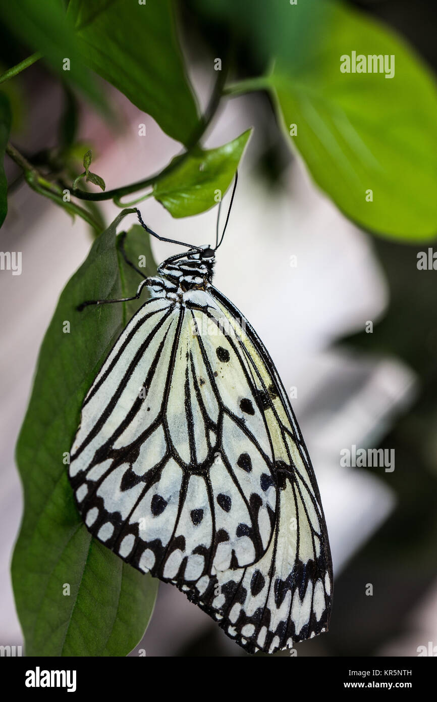 white tree nymph Stock Photo - Alamy