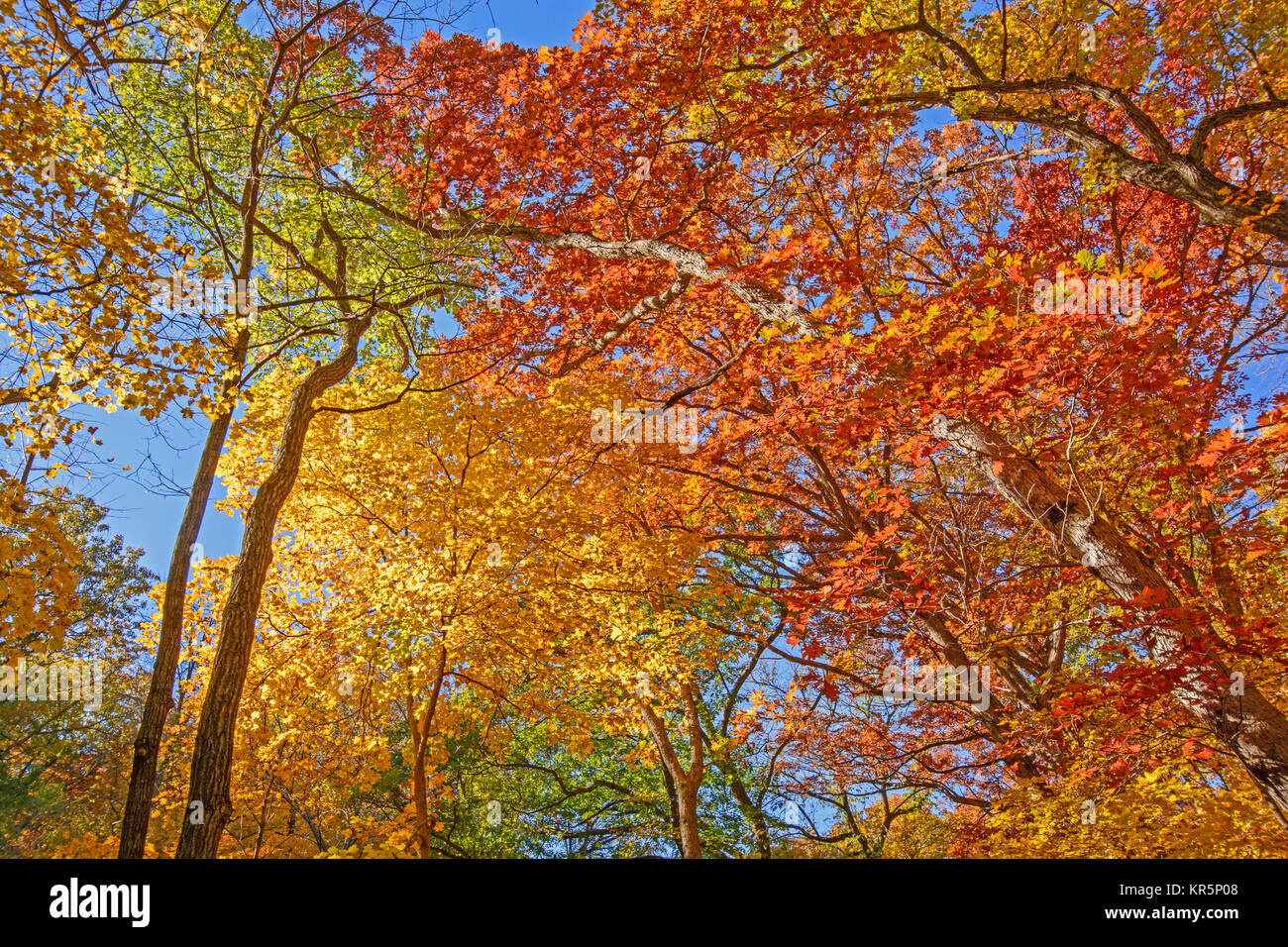 Looking up into Fall Colors Stock Photo - Alamy