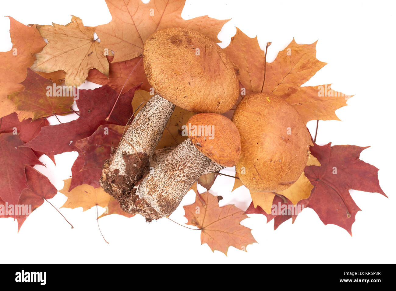Orangecap hi-res stock photography and images - Alamy