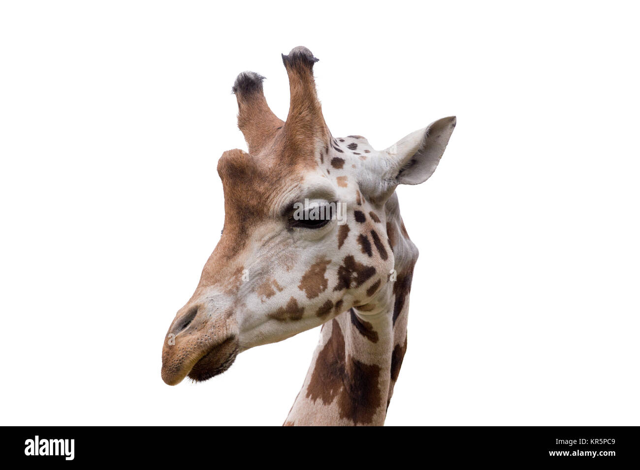 young cute giraffe Stock Photo - Alamy