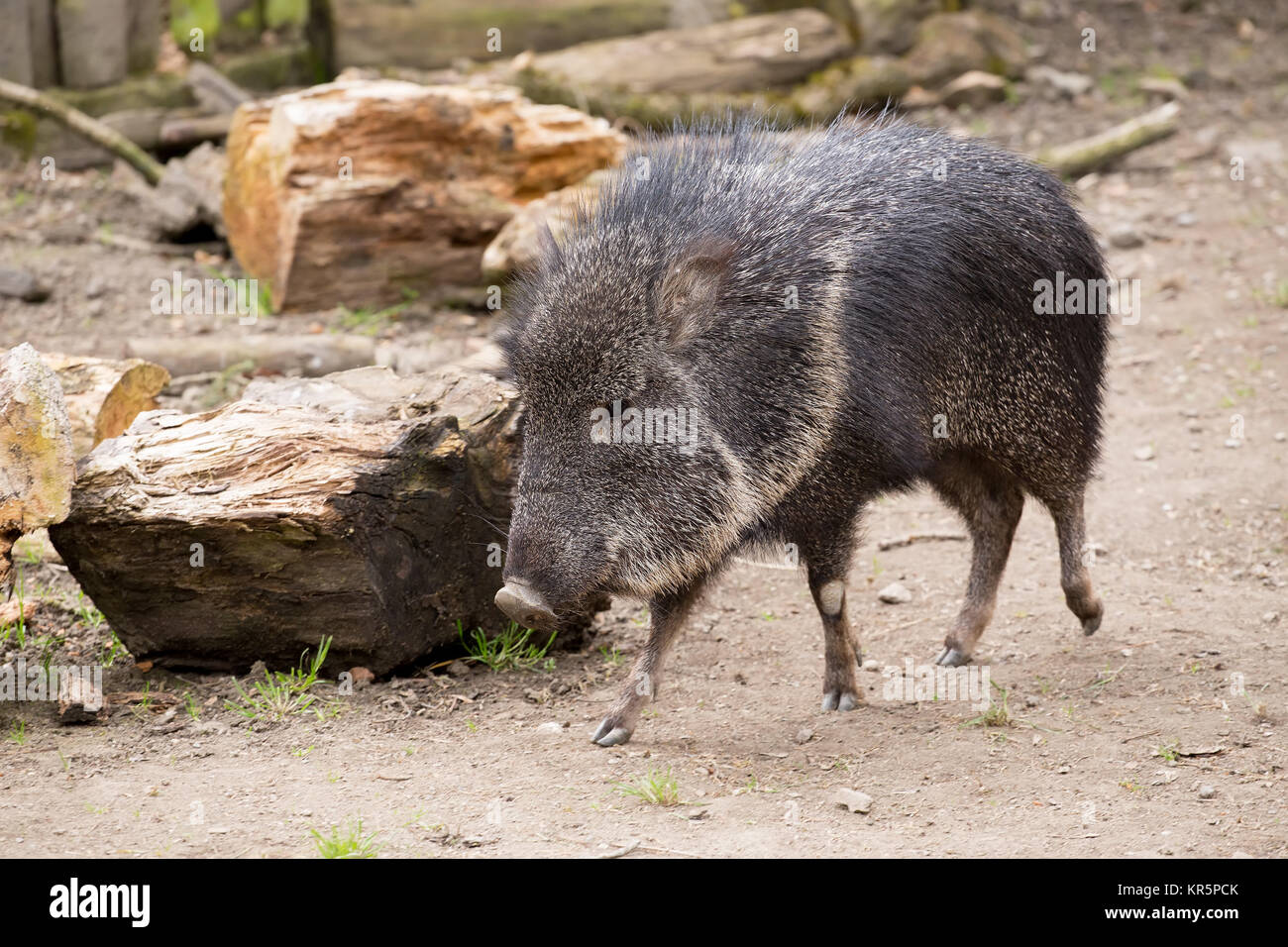 Chacoan peccary, hi-res stock photography and images - Alamy