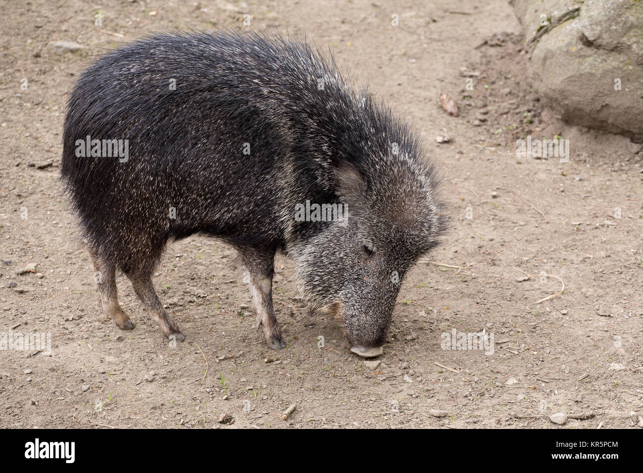 the male Chacoan peccary, Catagonus wagneri Stock Photo - Alamy