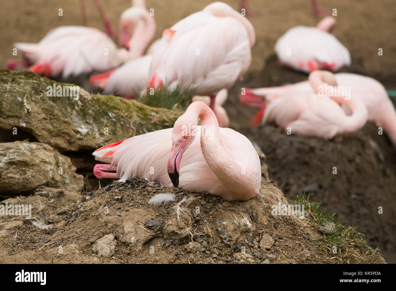 Peeking flamingo hi-res stock photography and images - Alamy