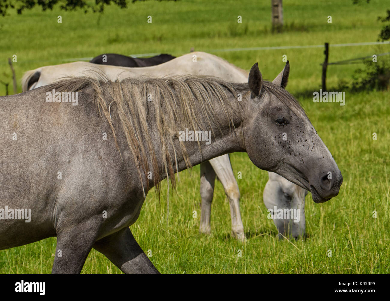 beautiful grey horse in a meadow Stock Photo - Alamy